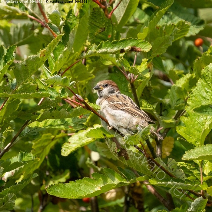 Kuva: Pikkuvarpunen - pikkuvarpunen Passer montanus lintu pikkulintu ...