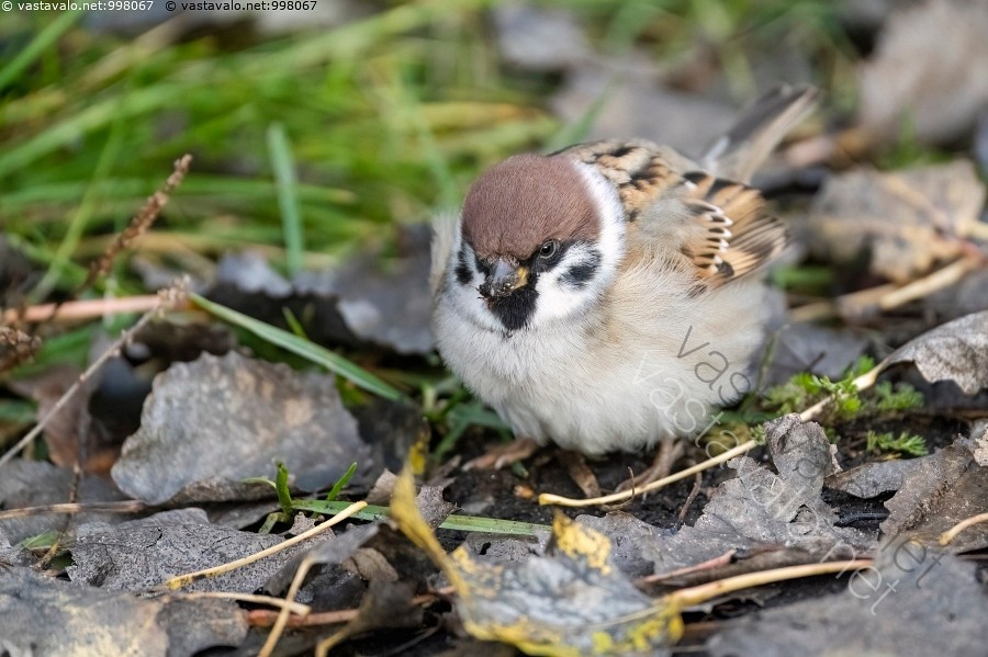 Kuva: Pikkuvarpunen mutaa keräämässä - pikkuvarpunen Passer montanus ...