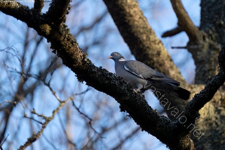 Kuva: Sepelkyyhky - sepelkyyhky Columba palumbus Suomen suurin ...