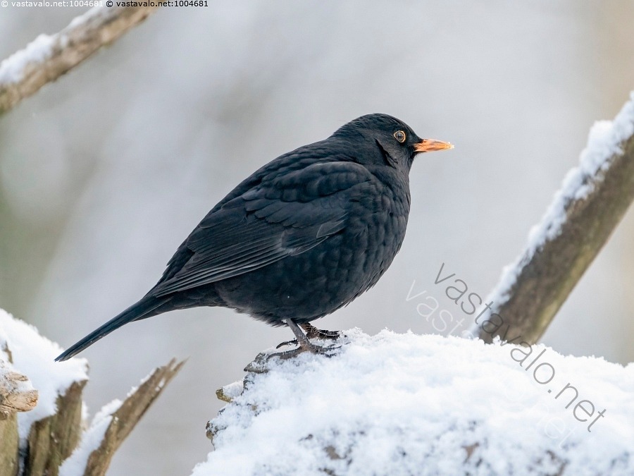 Kuva: Mustarastas talvella - Turdus merula mustarastas lintu rastas ...