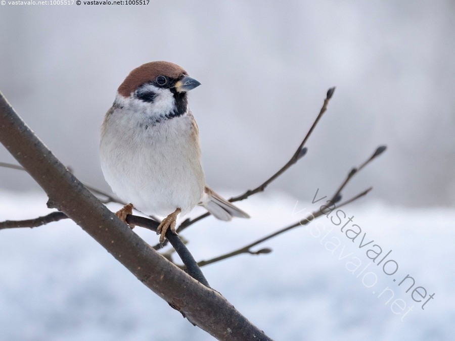 Kuva: Pikkuvarpunen talvella - pikkuvarpunen Passer montanus lintu ...