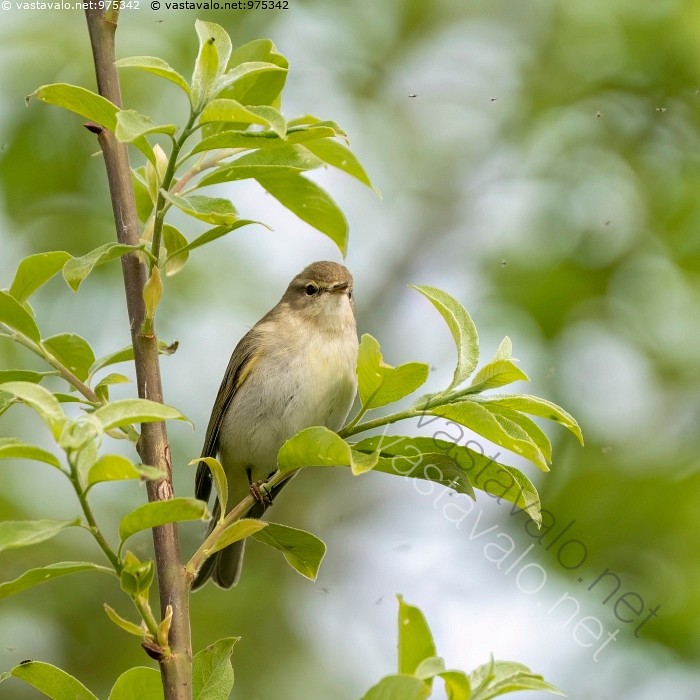 Kuva: Pajulintu - Phylloscopus trochilus uunilintu pajulintu puu oksa ...