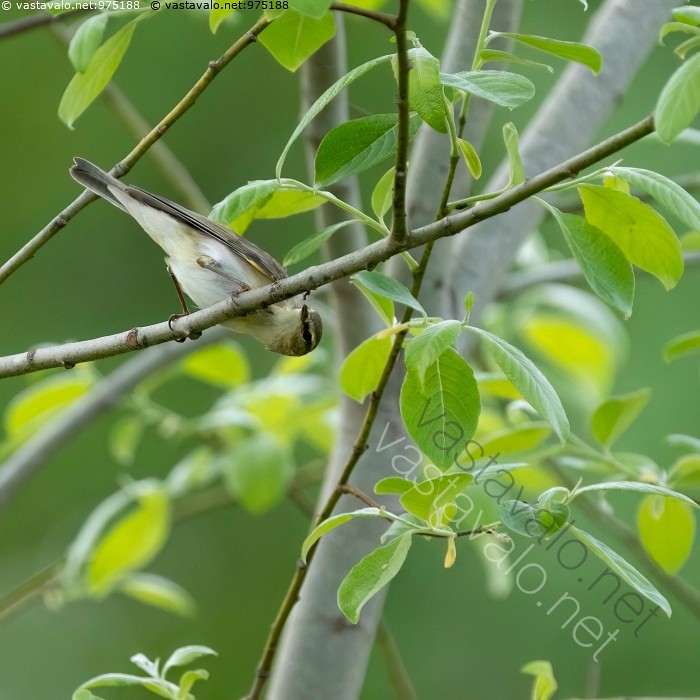 Kuva: Pajulintu löytää syötävää - Phylloscopus trochilus uunilintu ...
