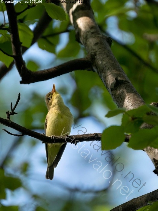 Kuva: Kultarinta laulaa oksalla - Hippolais icterina kultarinta ...