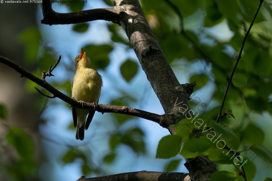 Kuva: Kultarinta laulaa - Hippolais icterina kultarinta pikkulintu ...