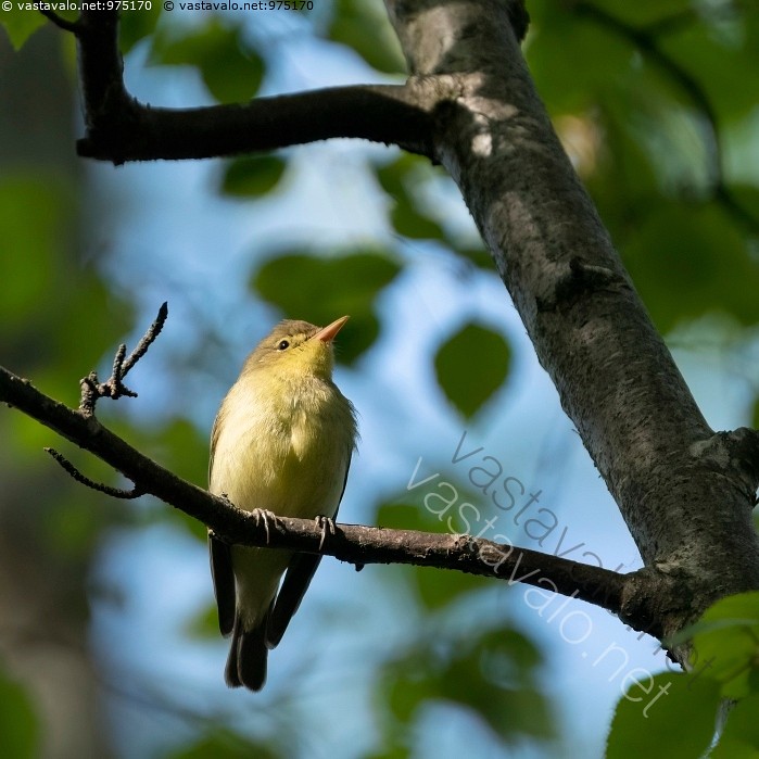 Kuva: Kultarinta oksalla - Hippolais icterina kultarinta pikkulintu ...
