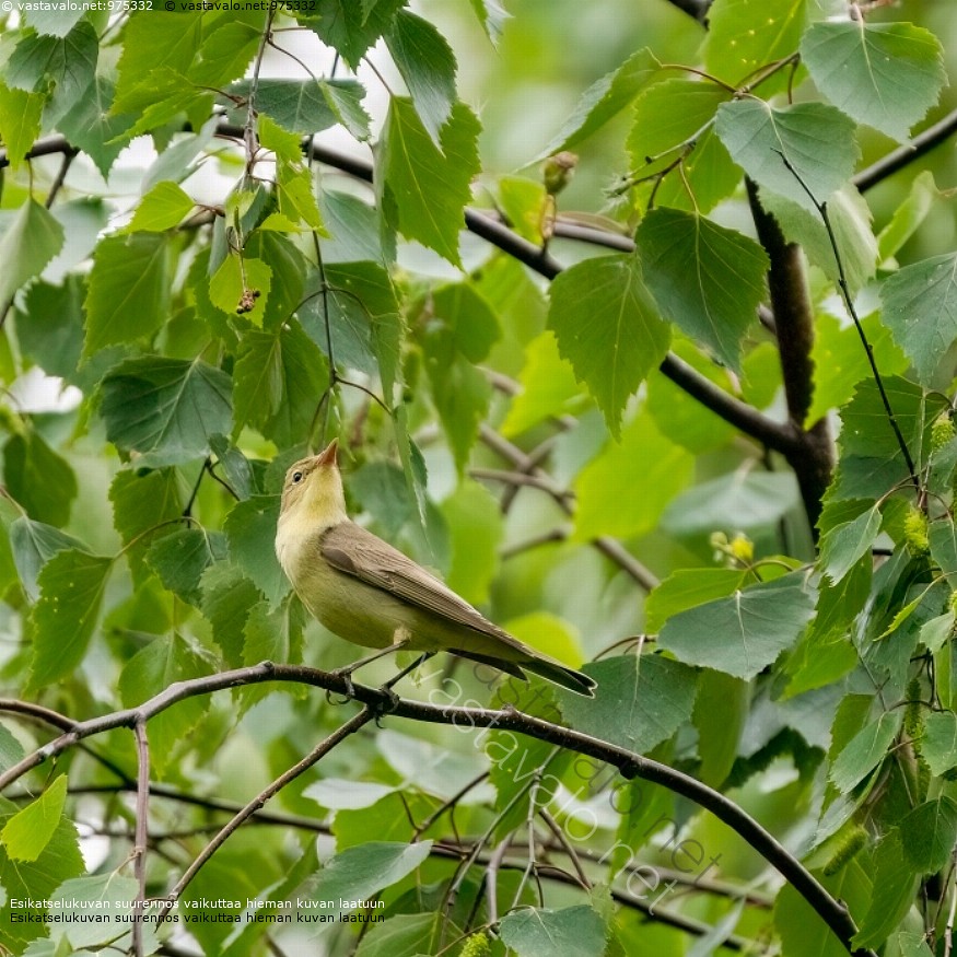 Kuva: Kultarinta koivunoksalla - Hippolais icterina kultarinta ...