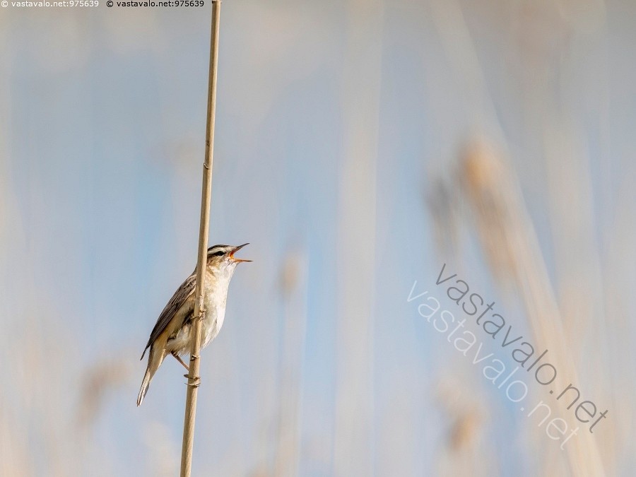 Kuva: Ruokokerttunen äänessä - Acrocephalus schoenobaenus ...