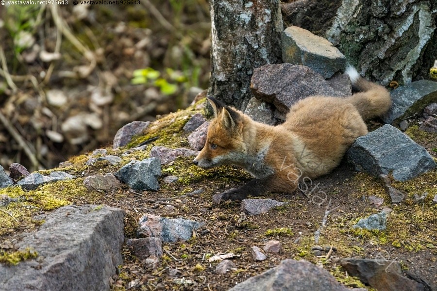 Kuva: Ketunpoika valppaana - kettu punakettu Vulpes vulpes pentu ...