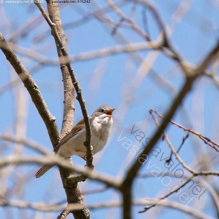 Kuva: Pensaskerttu lauleskelee - Sylvia Curruca communis pensaskerttu ...