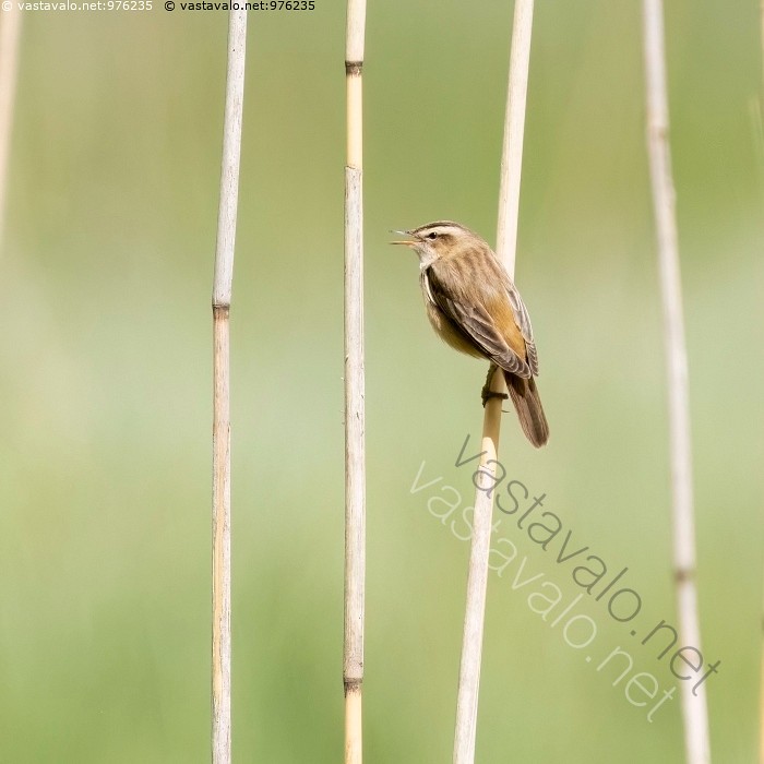 Kuva: Ruokokerttunen laulaa - Acrocephalus schoenobaenus ruokokerttunen ...