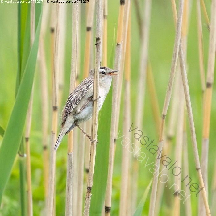 Kuva: Ruokokerttunen ruovikossa - Acrocephalus schoenobaenus ...