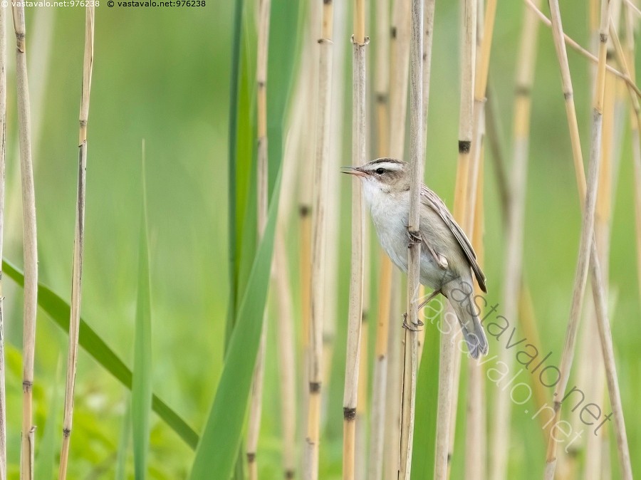 Kuva: Ruokokerttunen laulaa ruovikossa - Acrocephalus schoenobaenus ...