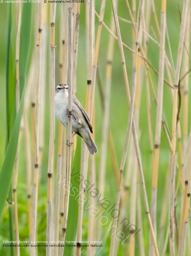 Kuva: Ruokokerttunen ruovikossa - Acrocephalus schoenobaenus ...