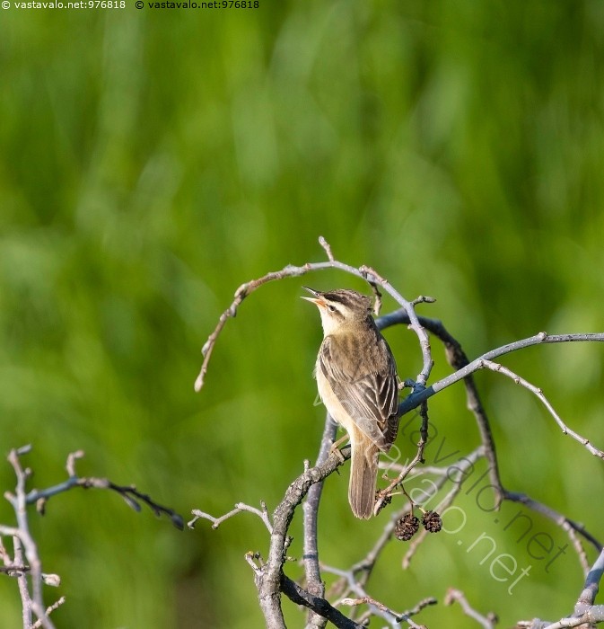 Kuva: Ruokokerttunen lauleskelee - Acrocephalus schoenobaenus ...