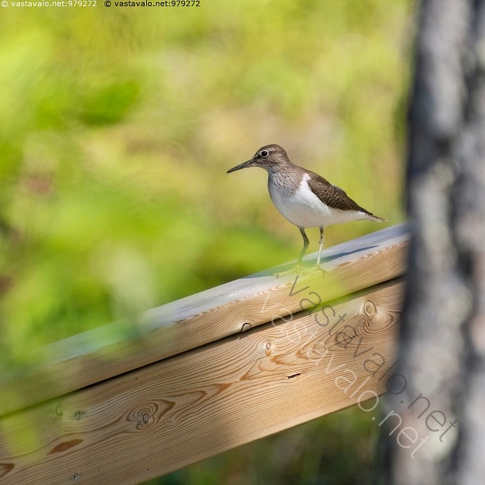 Kuva: Rantasipi kaiteella - rantasipi Actitis hypoleucos pienikokoinen ...