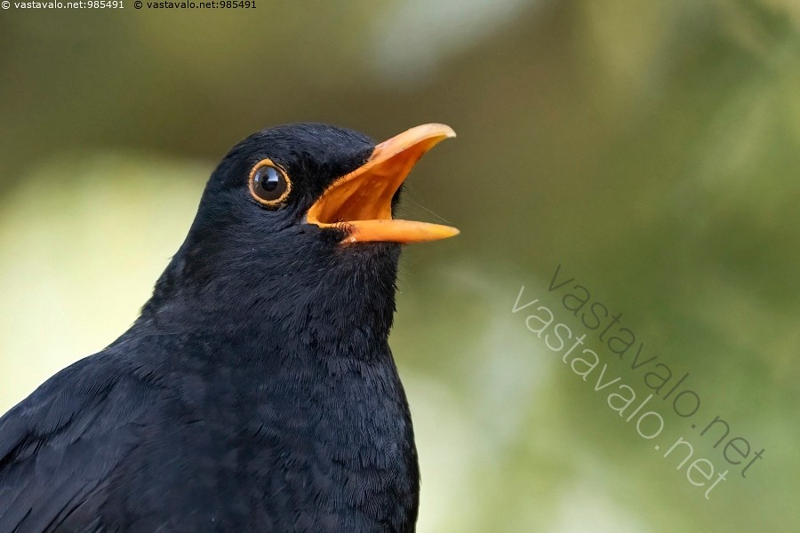 Kuva: Mustarastas laulaa - Turdus merula mustarastas lintu rastas ...