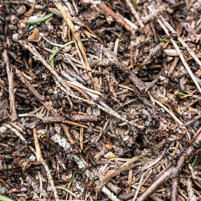 Kuva: Kuhinaa muurahaiskeossa - muurahainen Formica rufa muurahaiset ...