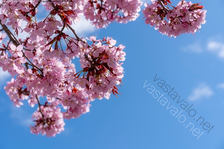 Kuva: Kirsikkapuun kukkia - kirsikkapuu kirsikankukka kukka kukkia ...