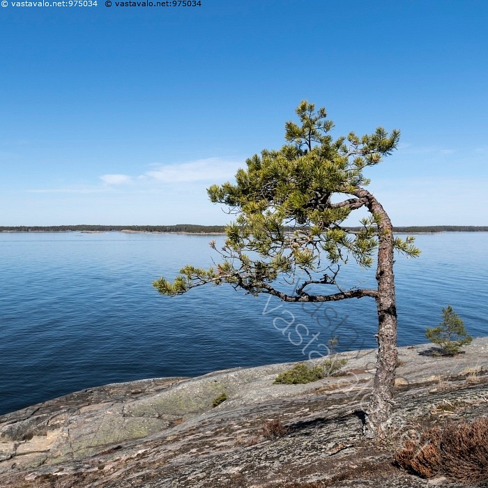 Kuva: Tuulen tuivertama mänty - mänty puu luonto havupuu maisema ...