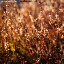 Kuva: Kanerva - kanerva punainen Calluna vulgaris kasvi kanervakasvi ...