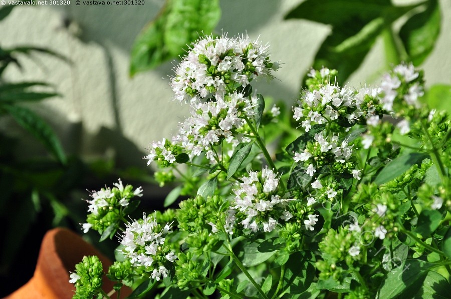 Kuva: Meirami - meirami mauste maustekasvi maustekasvit yrtti yrtit ...