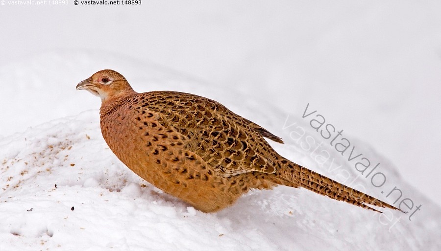 Kuva: Fasaani - Phasianus colchicus naaraspuku peltokana kanalintu ...