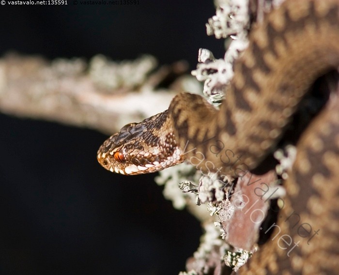 Kuva: Kyy puussa - kyy käärme Vipera berus kyykäärme naaras puussa puu ...