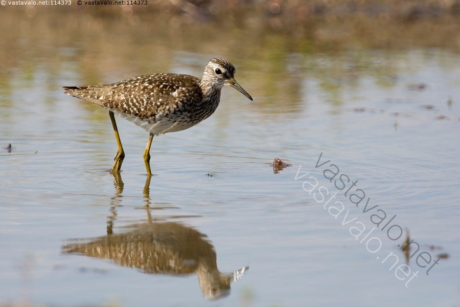 Kuva: Liro - liro lintu Tringa glareola kahlaaja heijastus vesi ...