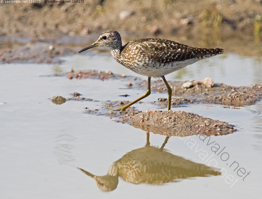 Kuva: Liro - liro lintu Tringa glareola kahlaaja heijastus vesi ...