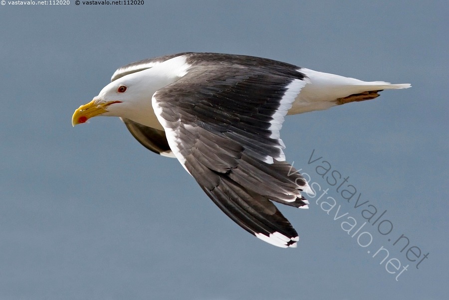 Kuva: Merilokki - merilokki lintu Larus marinus lokki lentää lento ...