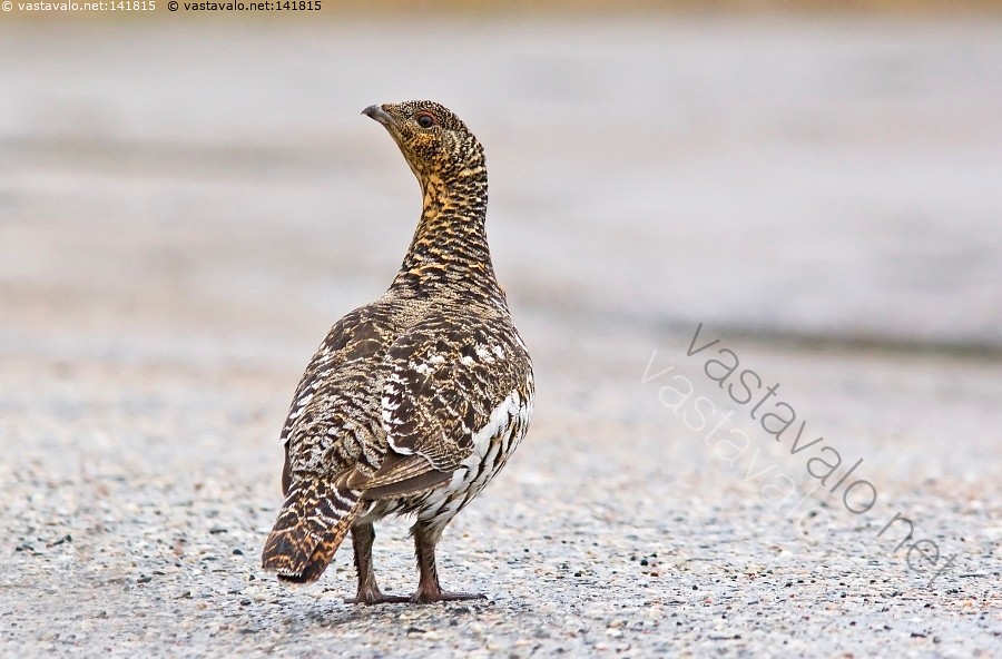 Kuva: Koppelo - metso koppelo lintu Tetrao urogallus naaras hanki lumi ...