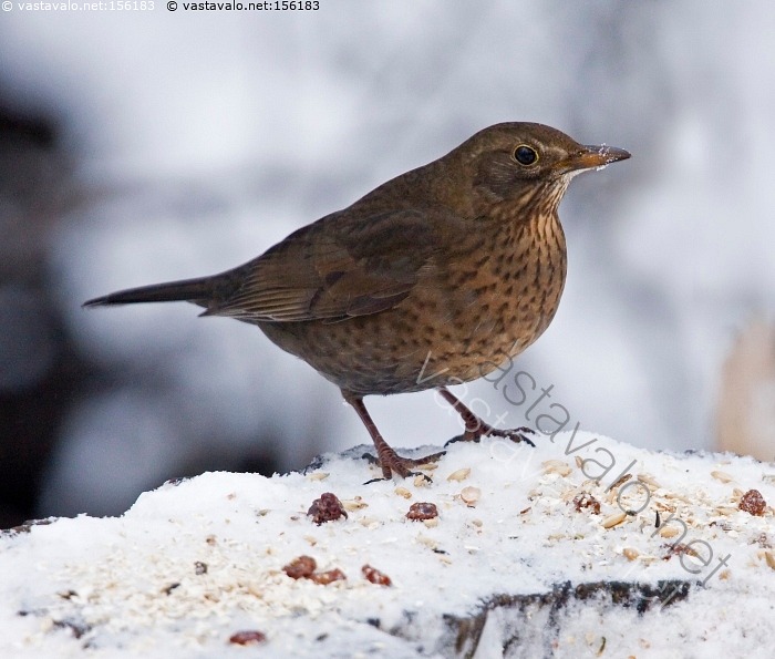 Kuva: Mustarastas - mustarastas lintu Turdus merula talvi ruokinta lumi ...