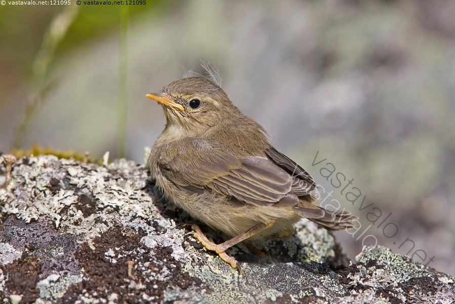 Kuva: Pajulinnun maastopoikanen - lintu pajulintu Phylloscopus ...