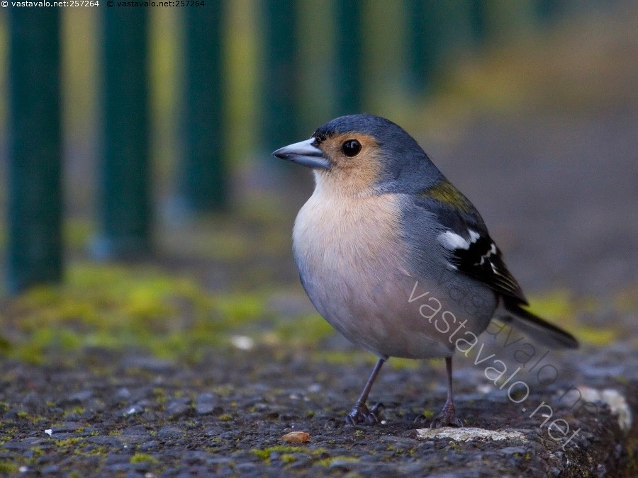 Kuva: Peippo - mederensis - peippo lintu Fringilla coelebs maderensis ...