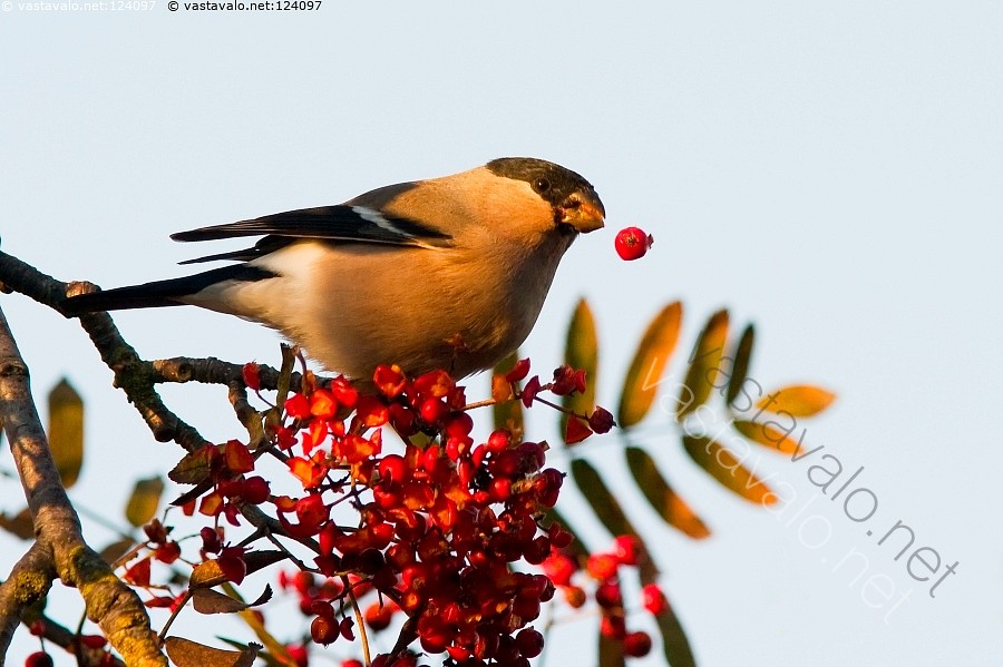Kuva: Punatulkku - punatulkku lintu Pyrrhula pyrrhula vanha naaras ...