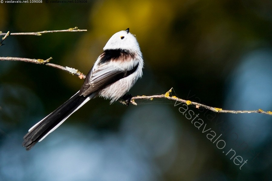 Kuva: Pyrstötiainen - lintu pyrstötiainen Aegithalos caudatus ...