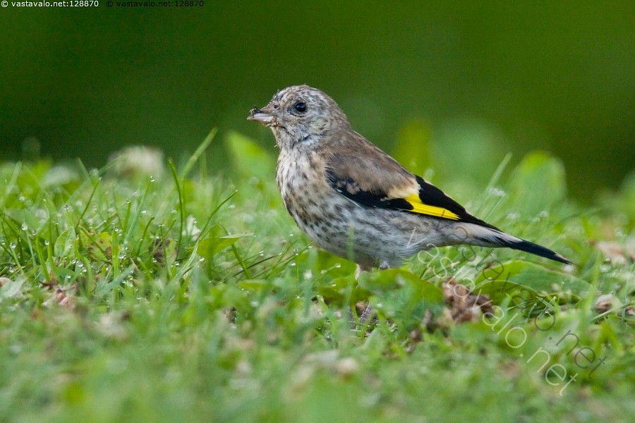 Kuva: Tikli - tikli lintu Carduelis carduelis nuori kesä pikkulintu ...