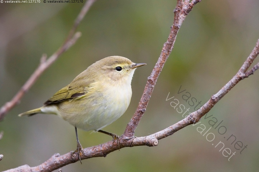 Kuva: Tiltaltti - tiltaltti lintu Phylloscopus collybita pikkulintu ...