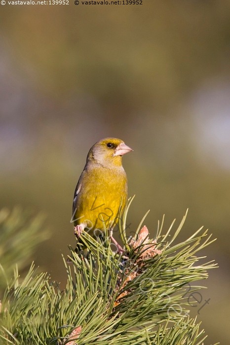 Kuva: Viherpeippo - viherpeippo lintu Carduelis chloris lintulauta ...