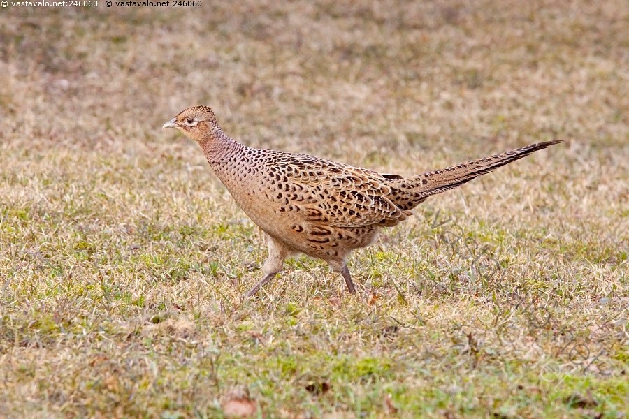 Kuva: Fasaanin maastoväri - fasaani lintu Phasianus colhicus naaras ...