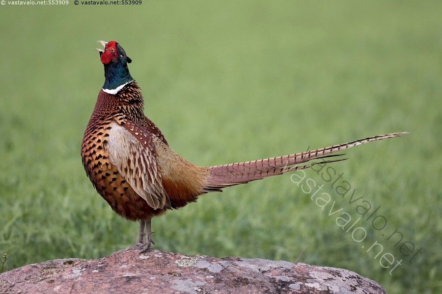 Kuva: Fasaani - Phasianus colchicus koiras peltokana soidin soitimella ...