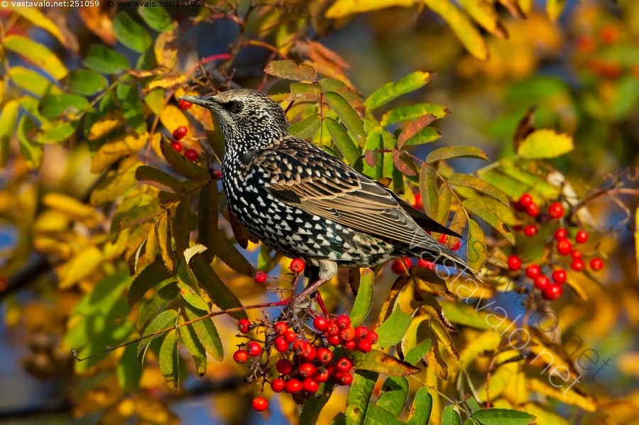 Kuva: Kottarainen - kottarainen lintu Sturnus vulgaris syksy pihlaja ...