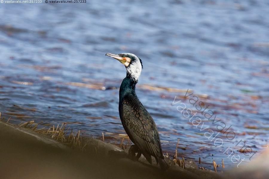 Kuva: Merimetso - merimetso lintu Phalacrocorax carbo kevät vesi vanha ...