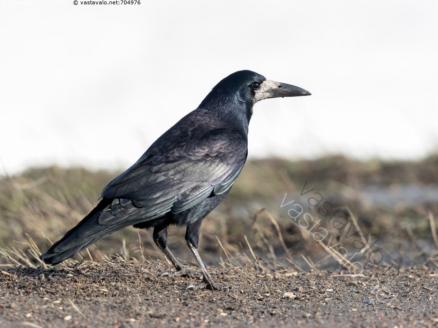 Kuva: Mustavaris - Corvus frugilegus vanha varislintu maassa seisoa ...