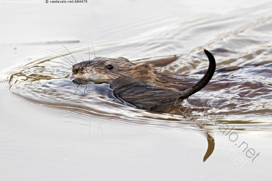 Kuva: Piisamit - Ondatra zibethicus piisami emo poikanen jyrsijä ...