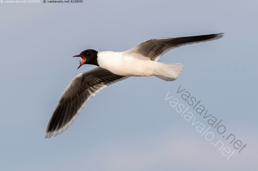 Kuva: Pikkulokki - Hydrocoloeus minutus Larus lokki lokkilaji saalistaa ...