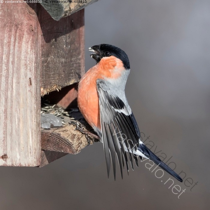 Kuva: Punatulkku - Pyrrhula pyrrhula koiras ruokinta ruoka syödä ...