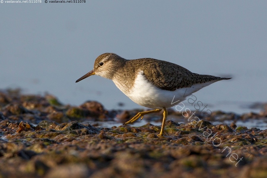 Kuva: Rantasipi - Actitis hypoleucos kahlaaja kahlaajalintu lintu ranta ...