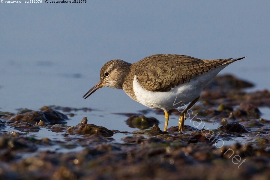 Kuva: Rantasipi - Actitis hypoleucos kahlaaja kahlaajalintu lintu ranta ...